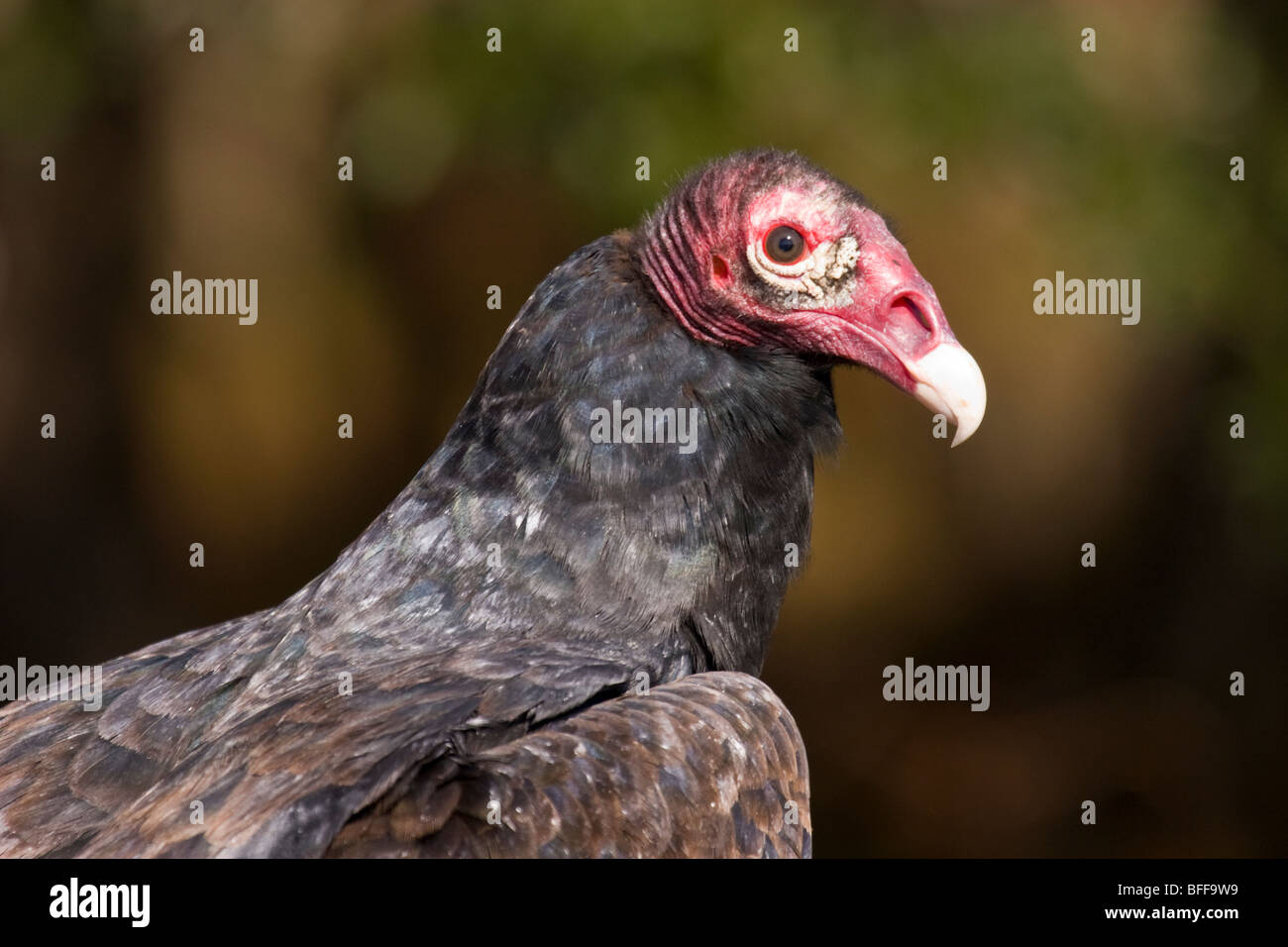 Turkey vulture in Florida Stock Photo - Alamy