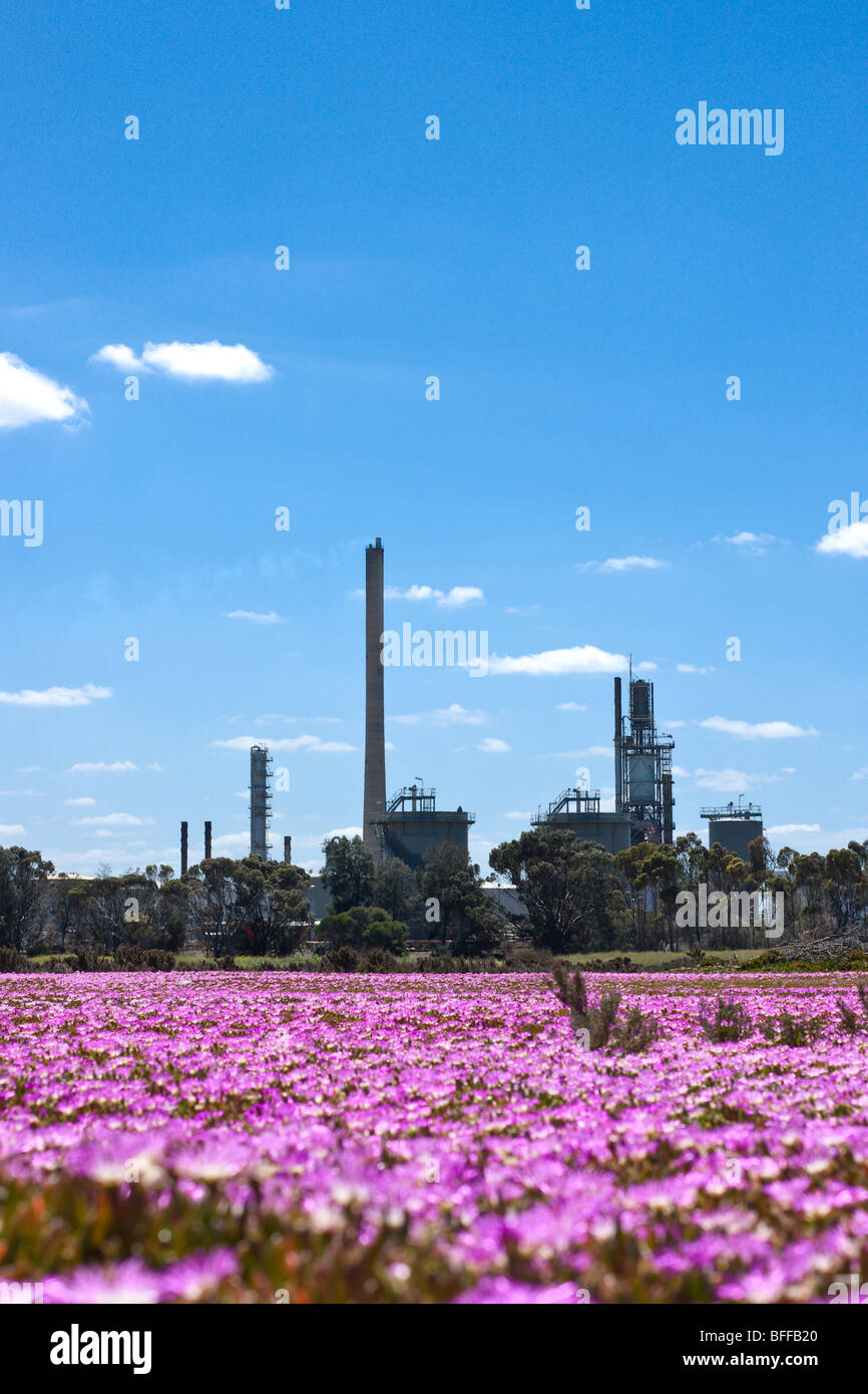 pink flowers, succulents and a factory Stock Photo - Alamy