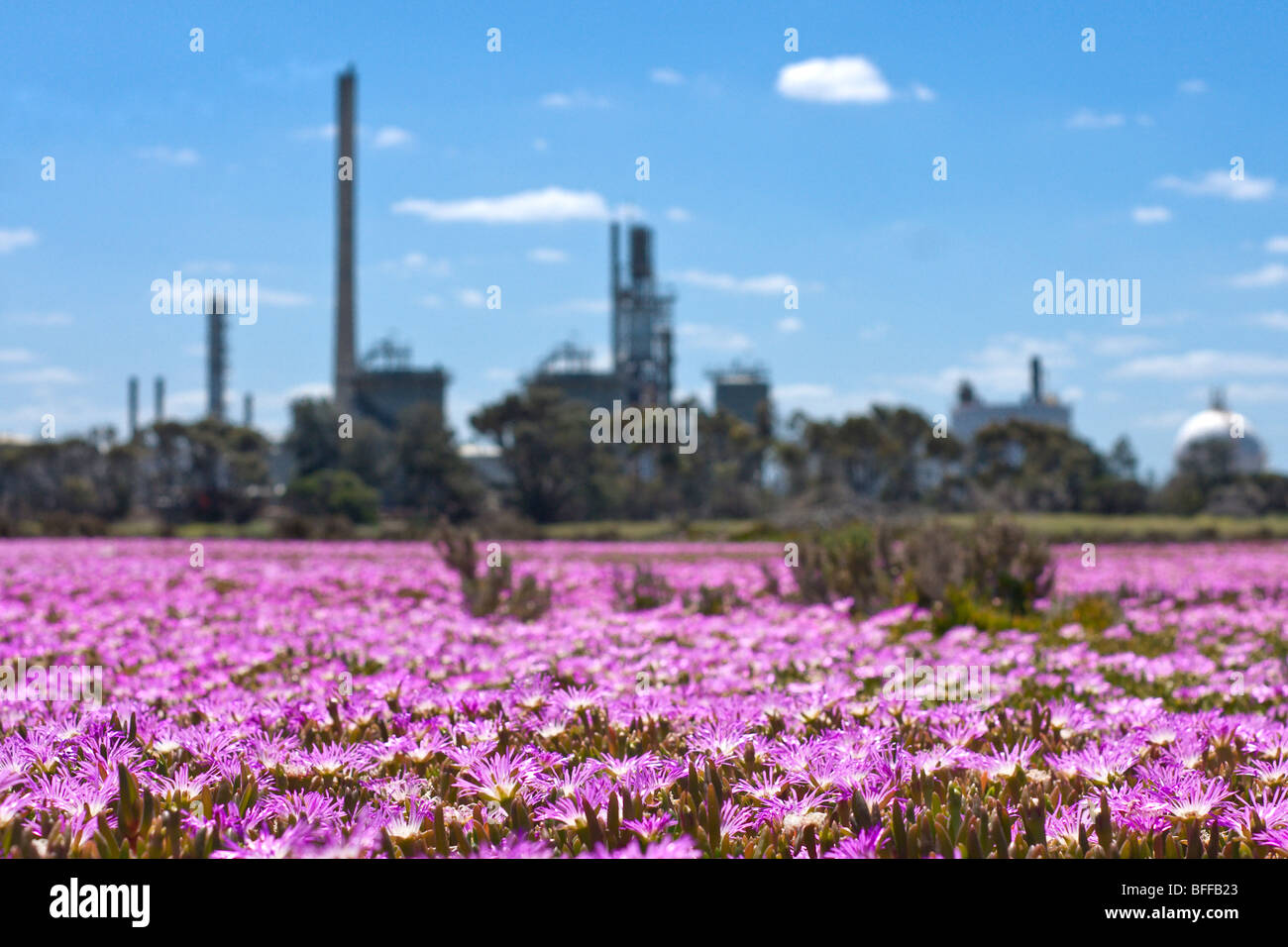 pink flowers, succulents and a factory Stock Photo - Alamy