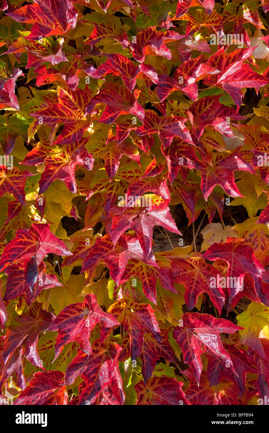 Autumn leaf colour of Virginia Creeper - Parthenocissus quinquefoilia ...