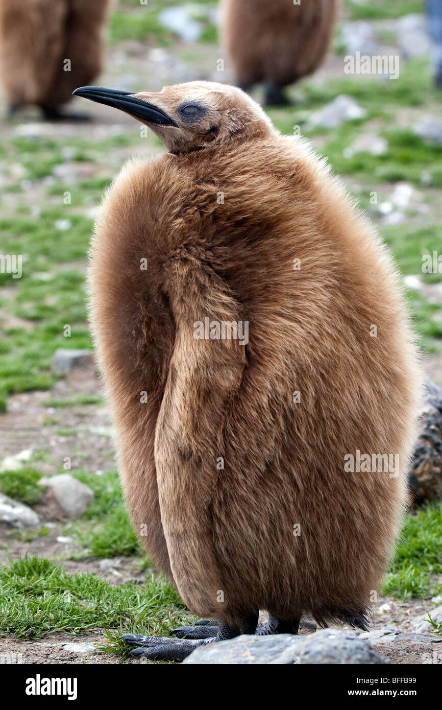 Fat penguin hi-res stock photography and images - Alamy