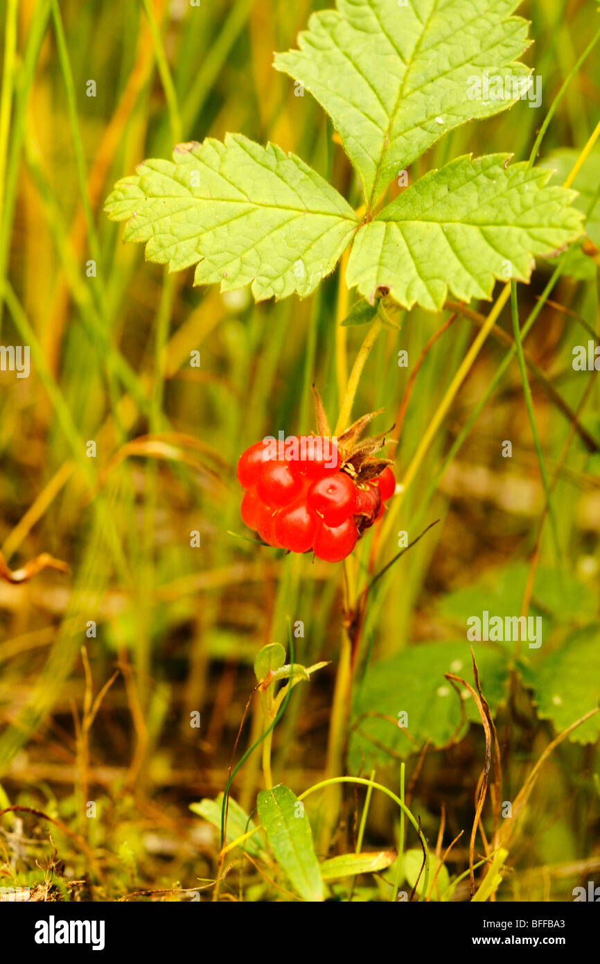 Rubus f hi-res stock photography and images - Alamy