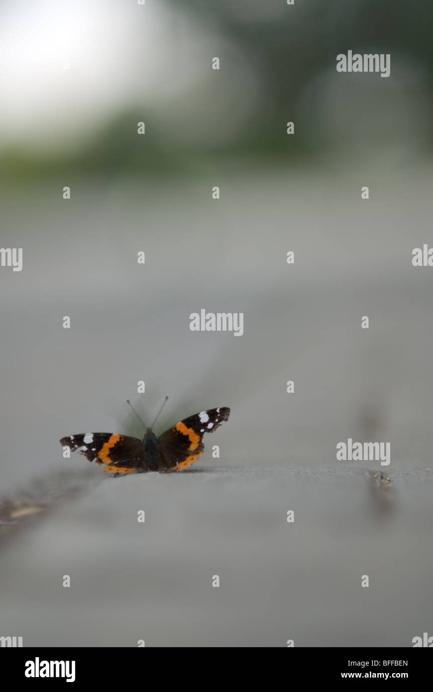 Butterfly on the road ahead Stock Photo - Alamy