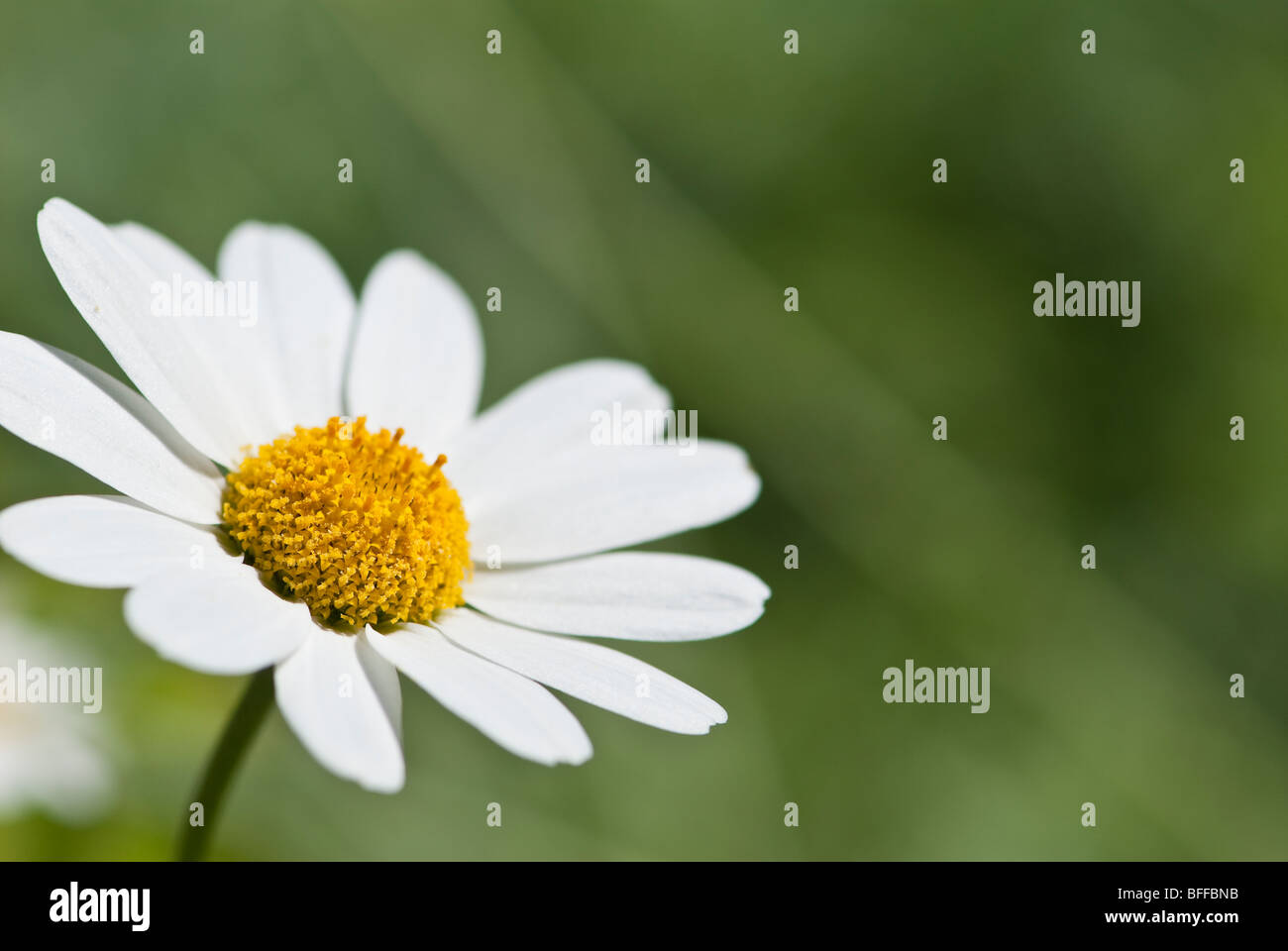 Matricaria perforata hi-res stock photography and images - Alamy
