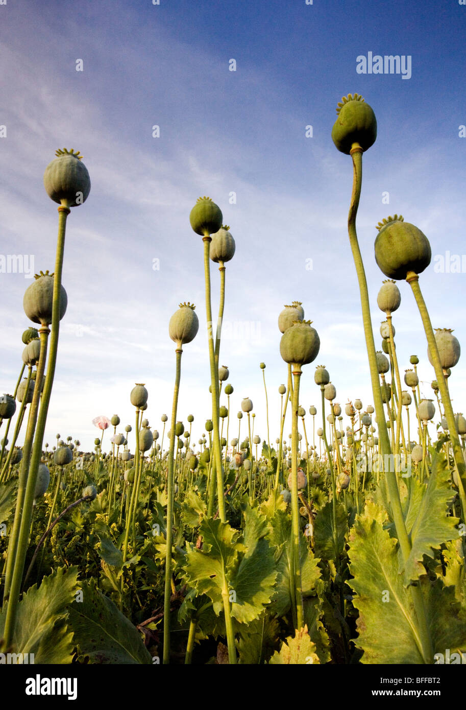 Heroine The Drug Plant