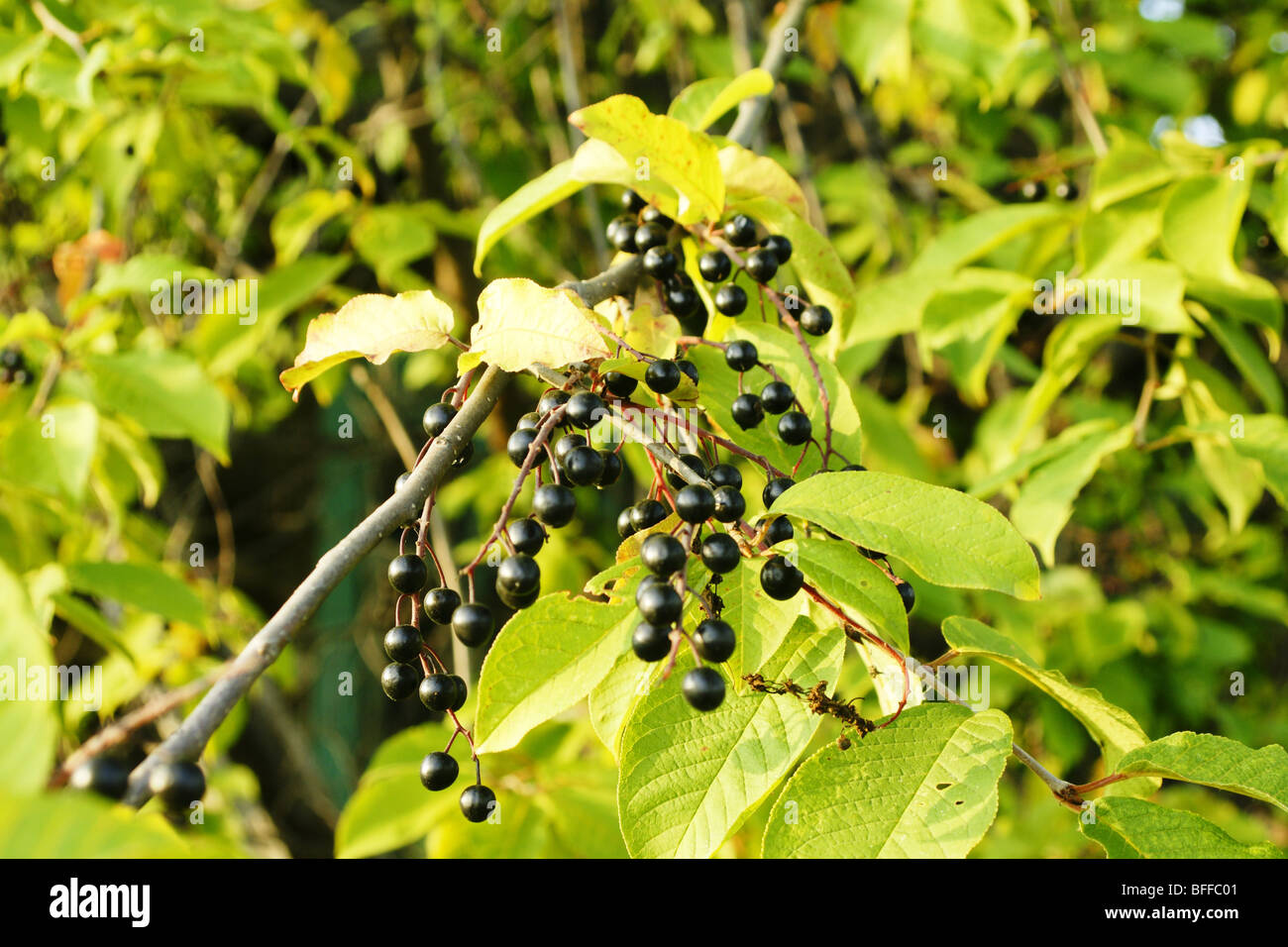 Ordinary bird hi-res stock photography and images - Alamy