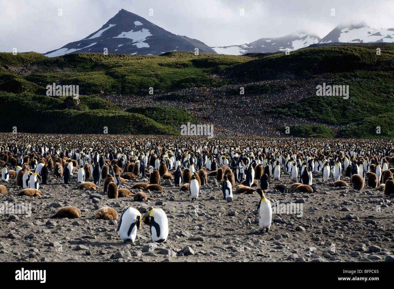 Penguin Breeding Colonies High Resolution Stock Photography and Images ...