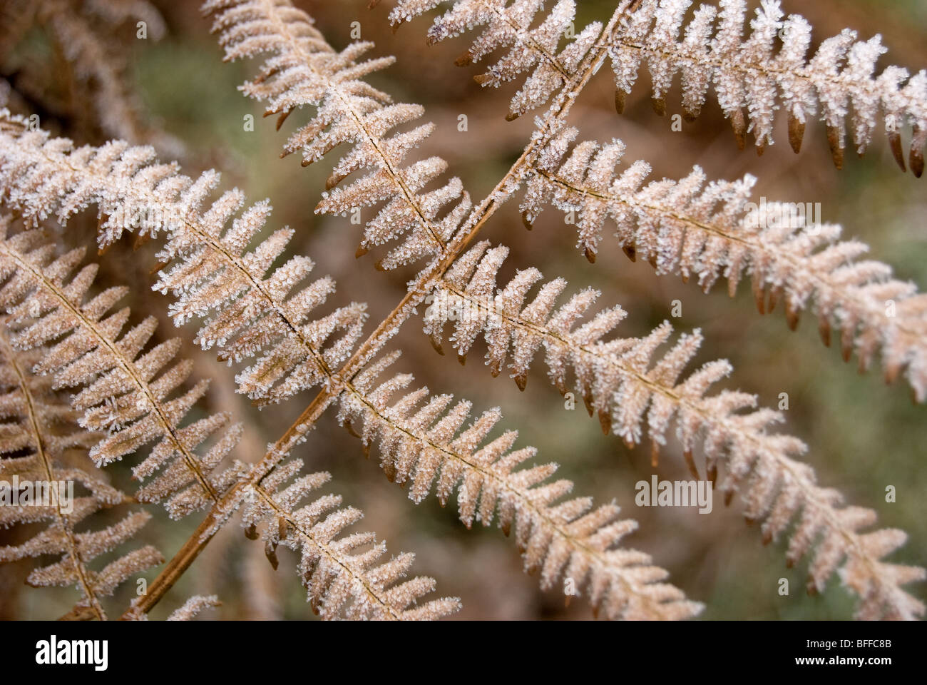 Fern ice pattern hi-res stock photography and images - Alamy