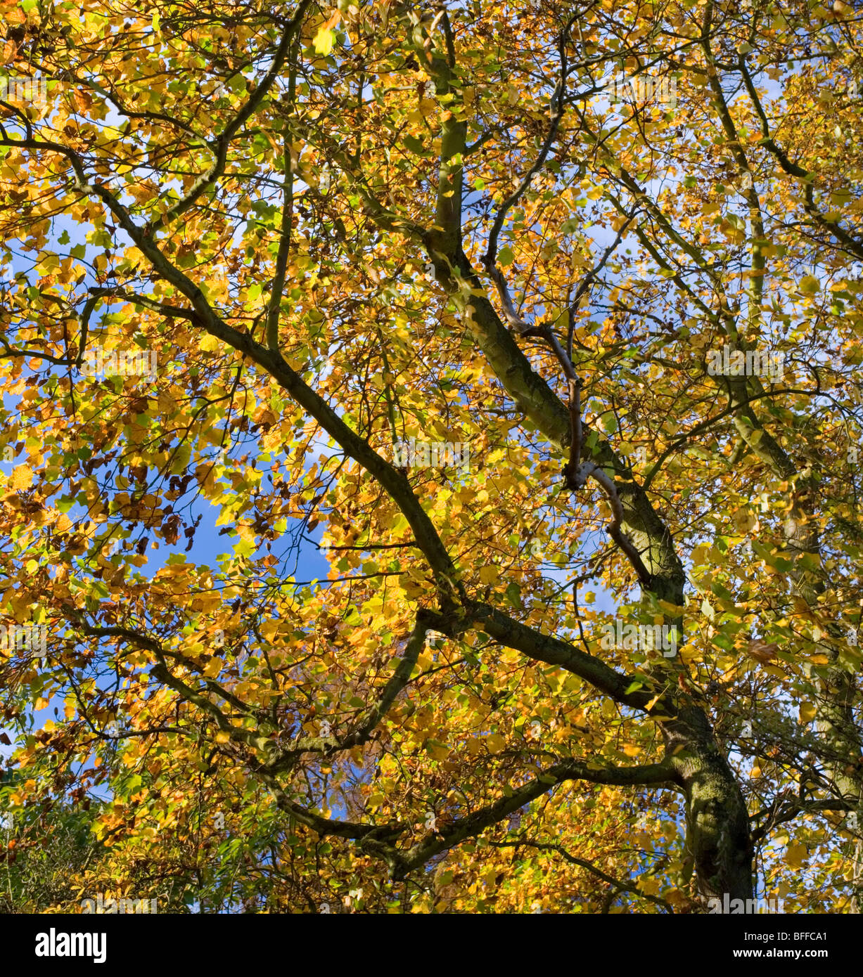 Tree colors leaf leaves hi-res stock photography and images - Alamy