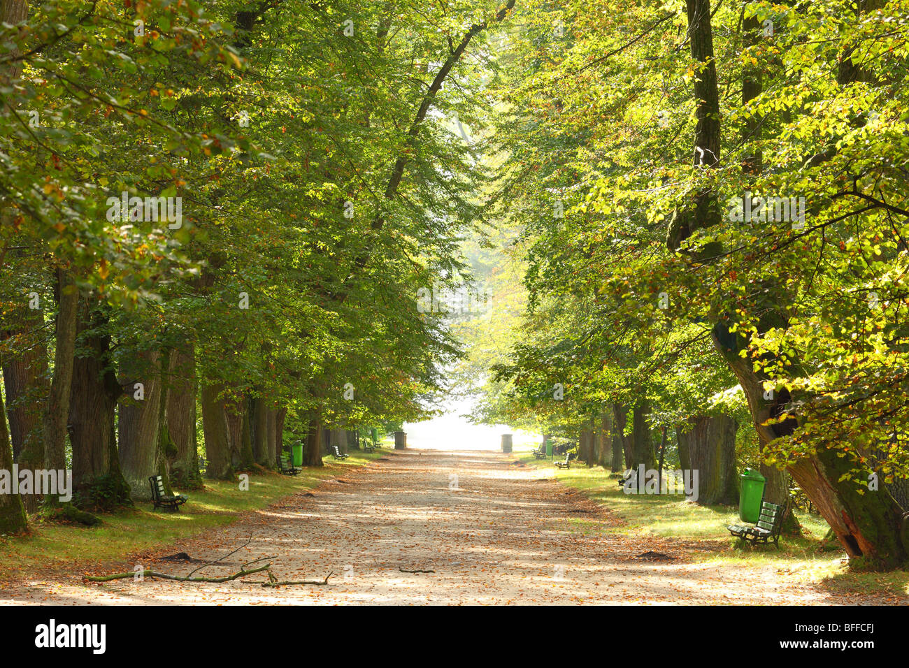 Old lime trees lane in autumn.Tilia cordata Stock Photo - Alamy