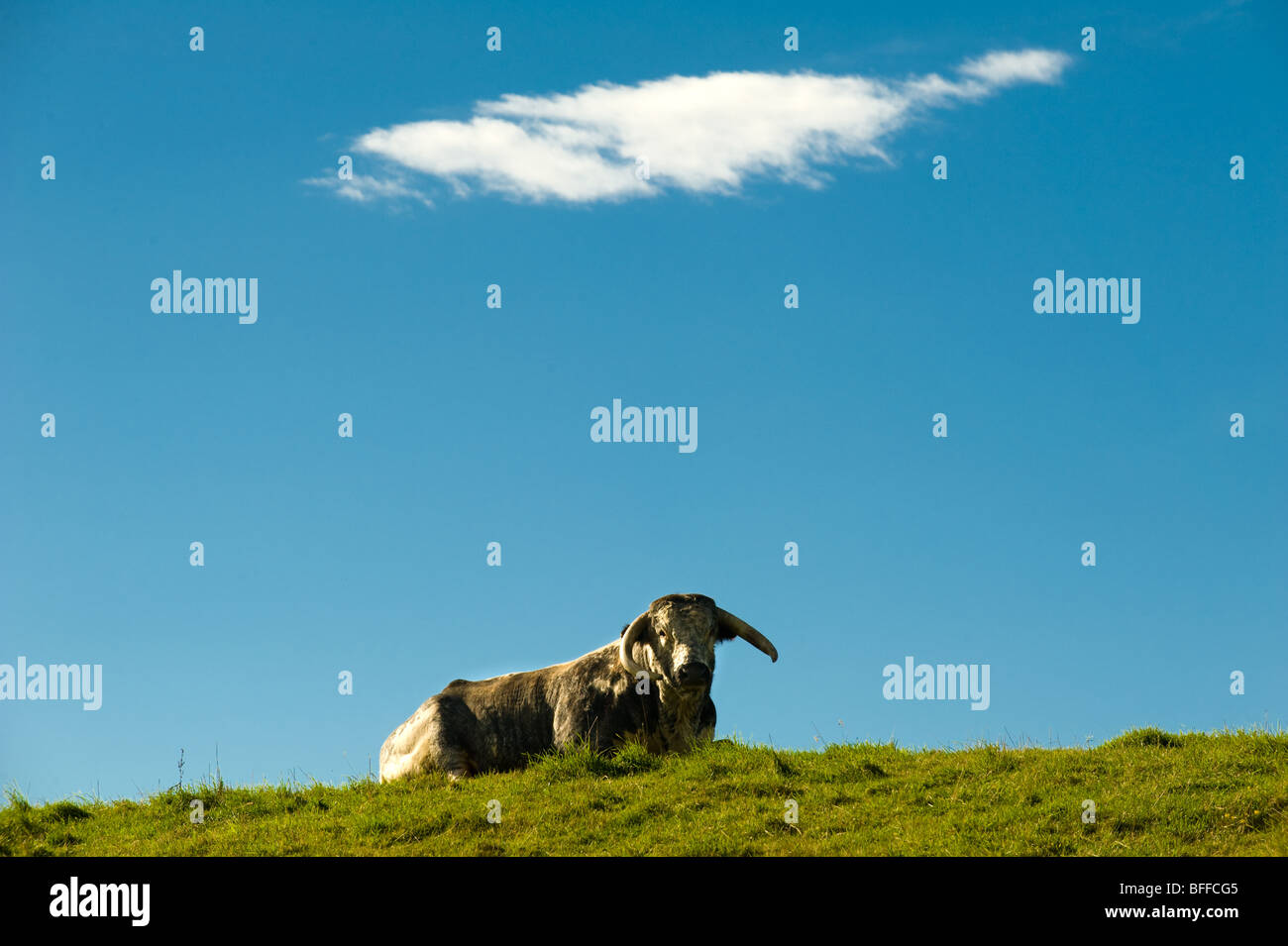 photograph of longhorn bull resting on sunny day Stock Photo - Alamy