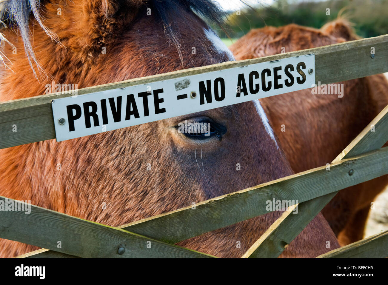 two horses behind a wooden farm gate at Bourne End Buckinghamshire UK ...