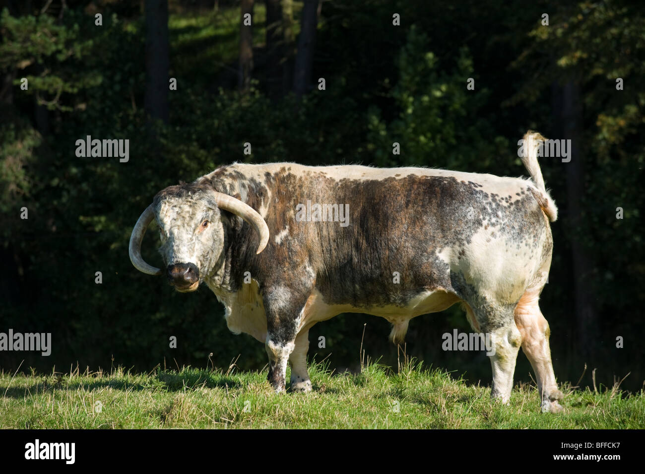 photograph of longhorn bull in profile Stock Photo - Alamy