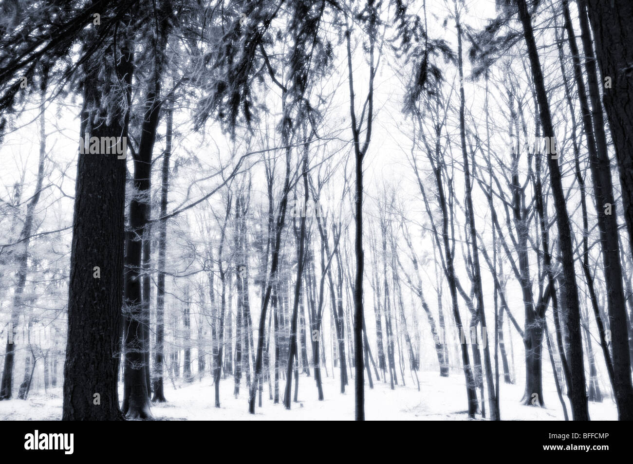 Winter landscape forest in snow hi-res stock photography and images - Alamy