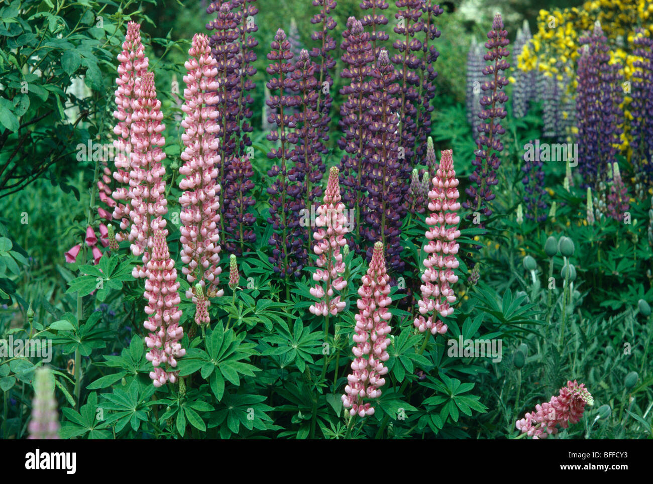 Perennials lupin lupins borders hi-res stock photography and images - Alamy