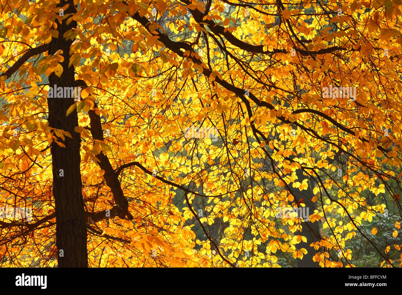 Yellow backlit autumn foliage Stock Photo - Alamy