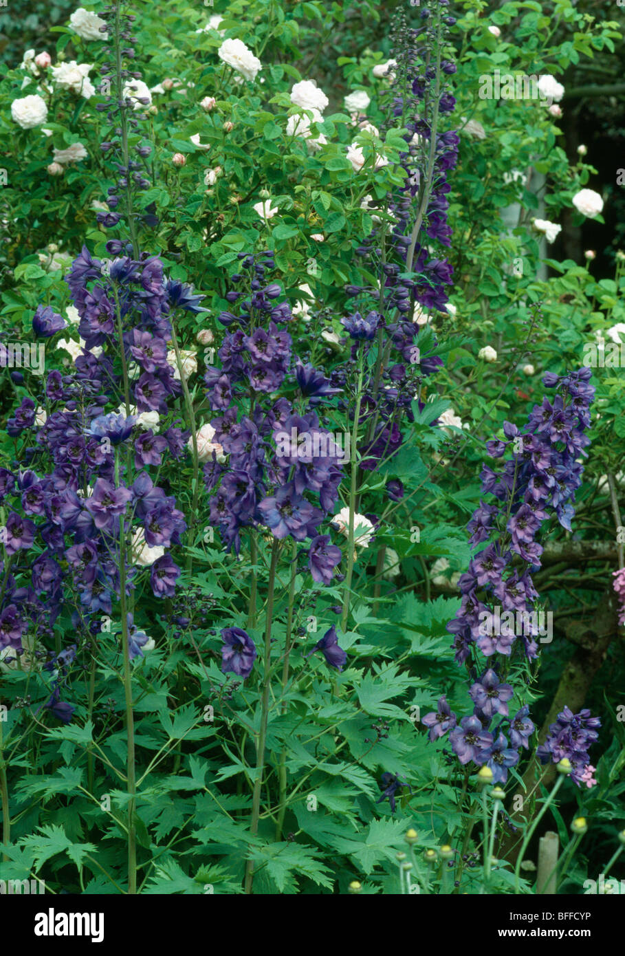 Close-up of dark blue delphiniums in garden border with white roses ...