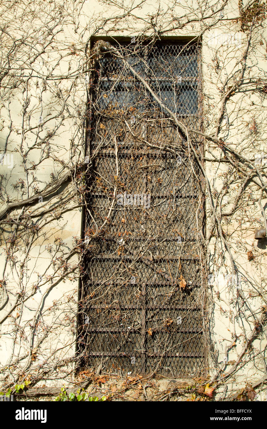 Window covered with vines Stock Photo - Alamy