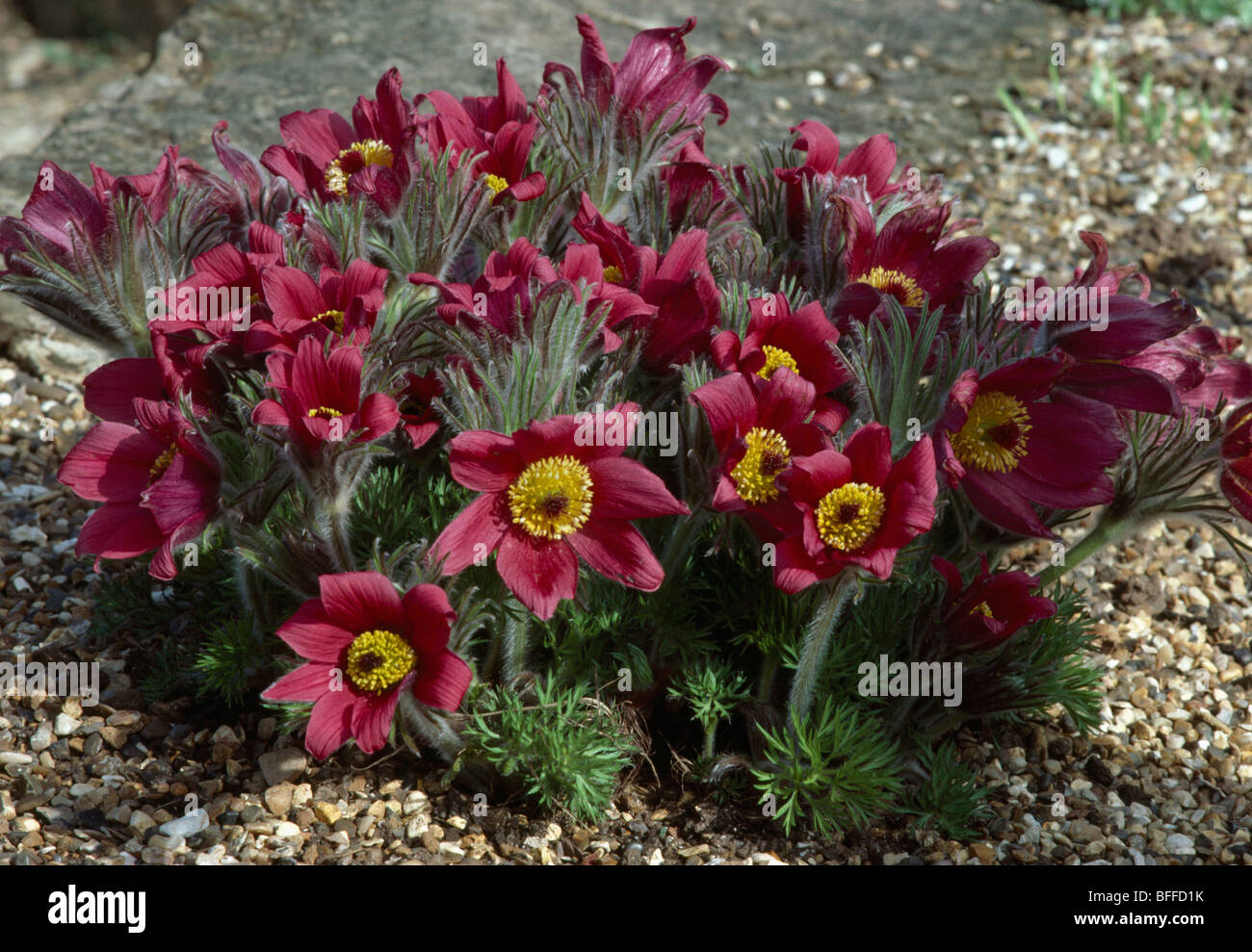 Close up of a clump of ruby Pasque flower Stock Photo - Alamy