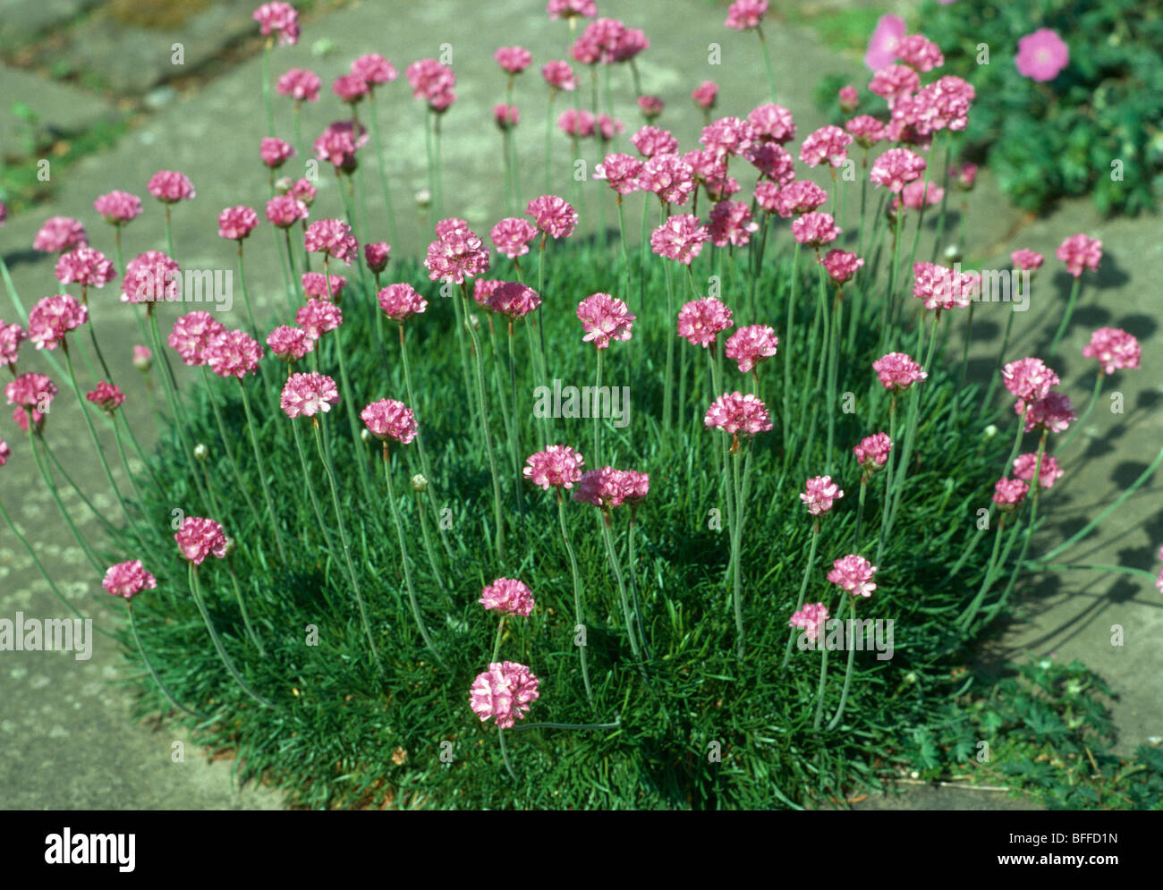 Close up of a clump of pink thrift growing in paving Stock Photo - Alamy
