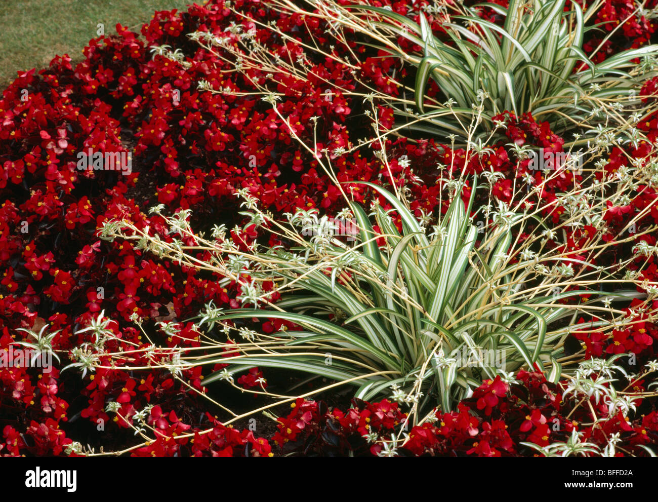 Close-up of very effective summer bedding scheme of dark red begonias ...