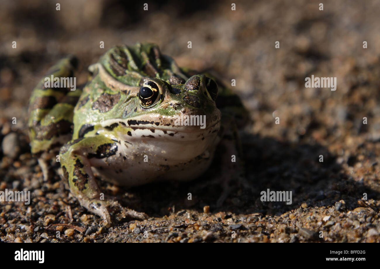 Sitting Leopard Frog Stock Photo - Alamy
