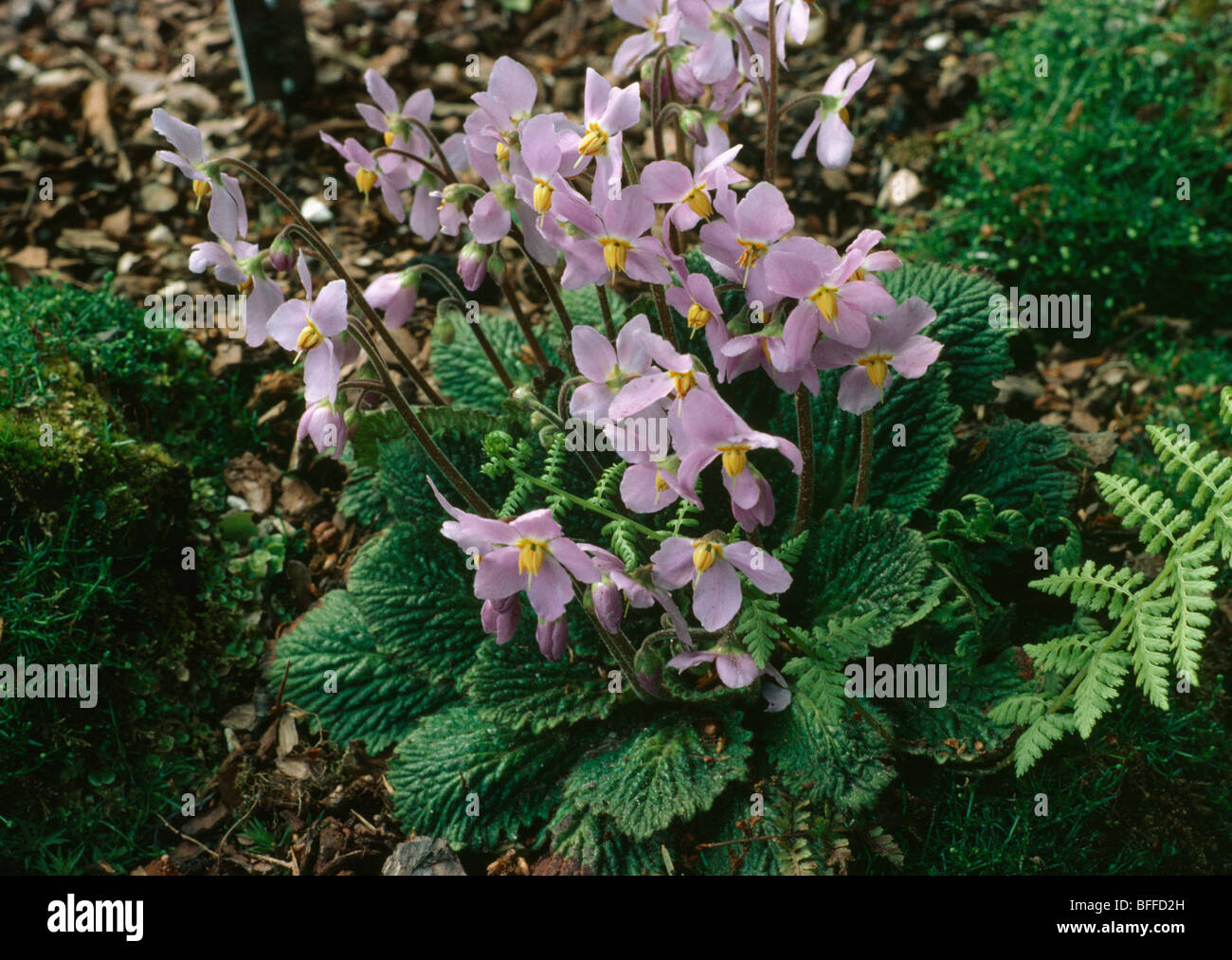 Plants a z ramonda hi-res stock photography and images - Alamy