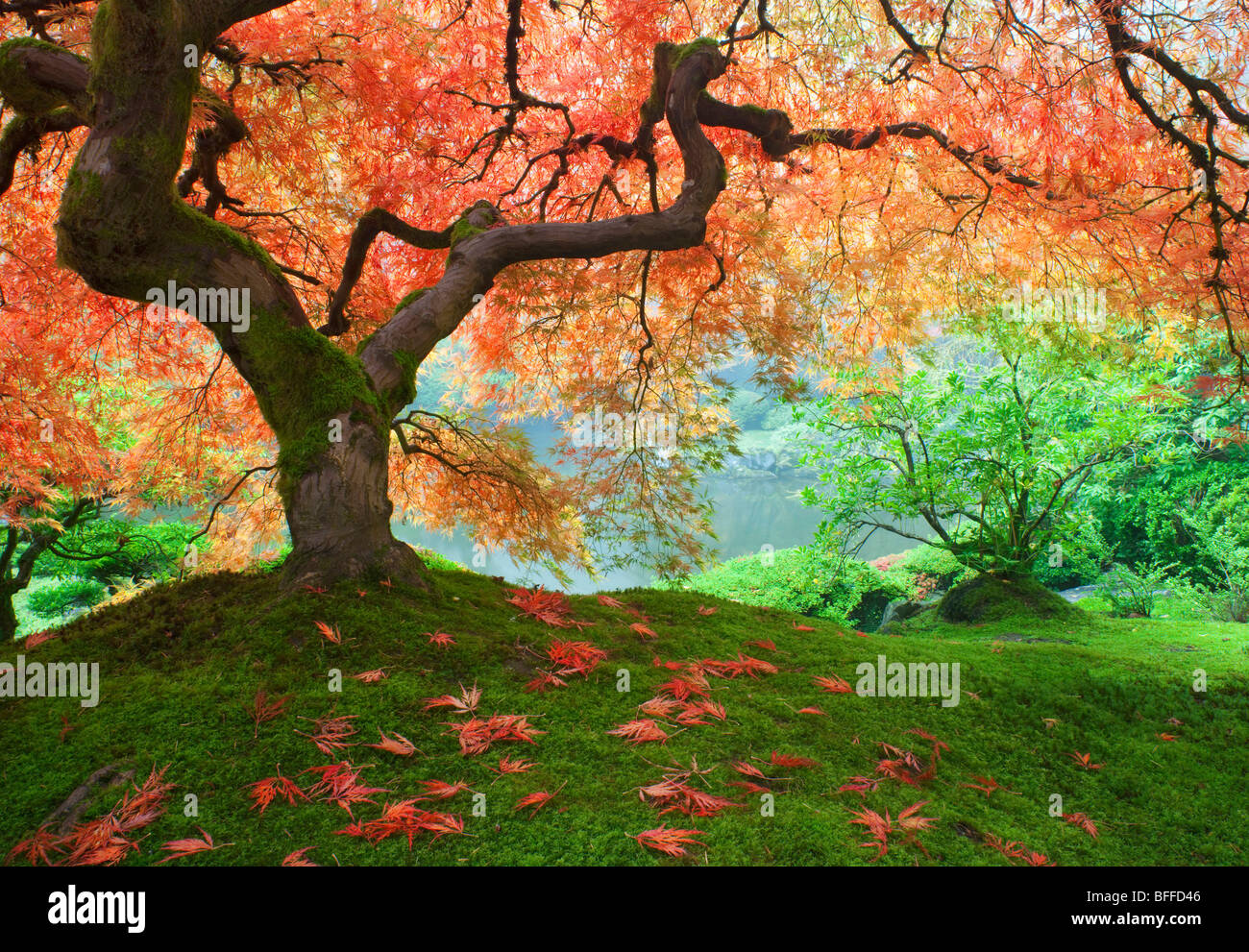 Red lace leaf japanese maple hi-res stock photography and images - Alamy