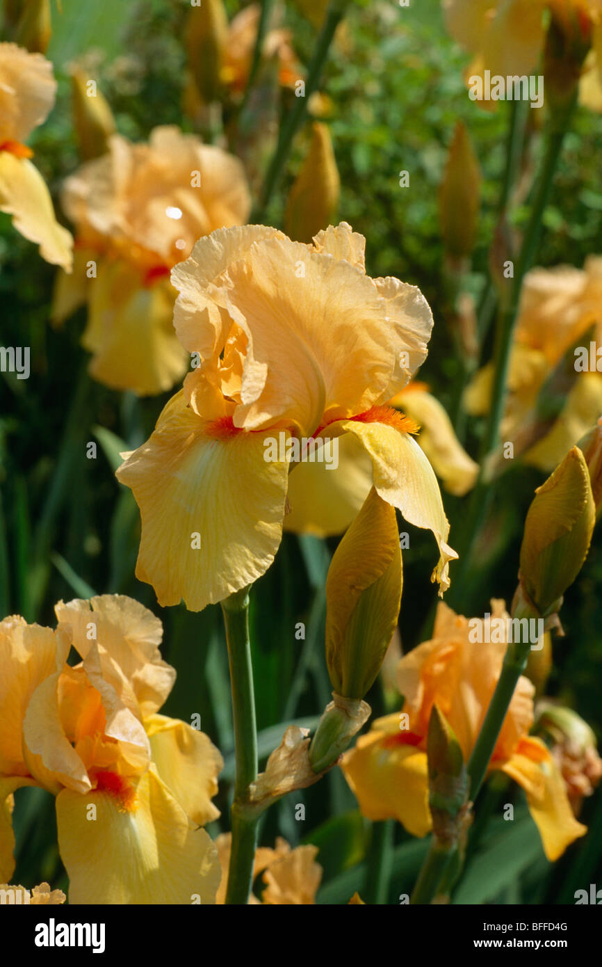 Close up of a clump of yellow bearded iris Stock Photo - Alamy