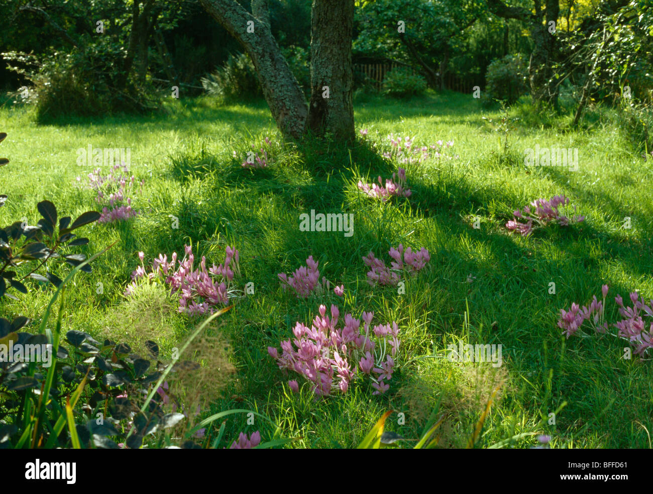 Mauve autumn crocus growing in grass under trees Stock Photo - Alamy