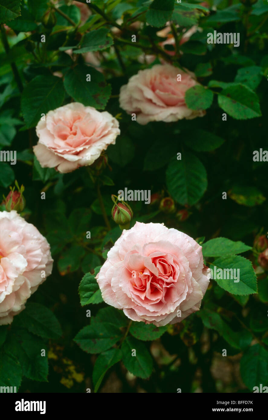 Double roses hi-res stock photography and images - Alamy