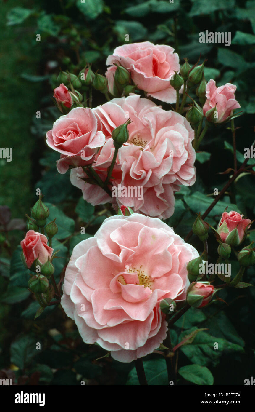 Close-up of pink roses Stock Photo - Alamy