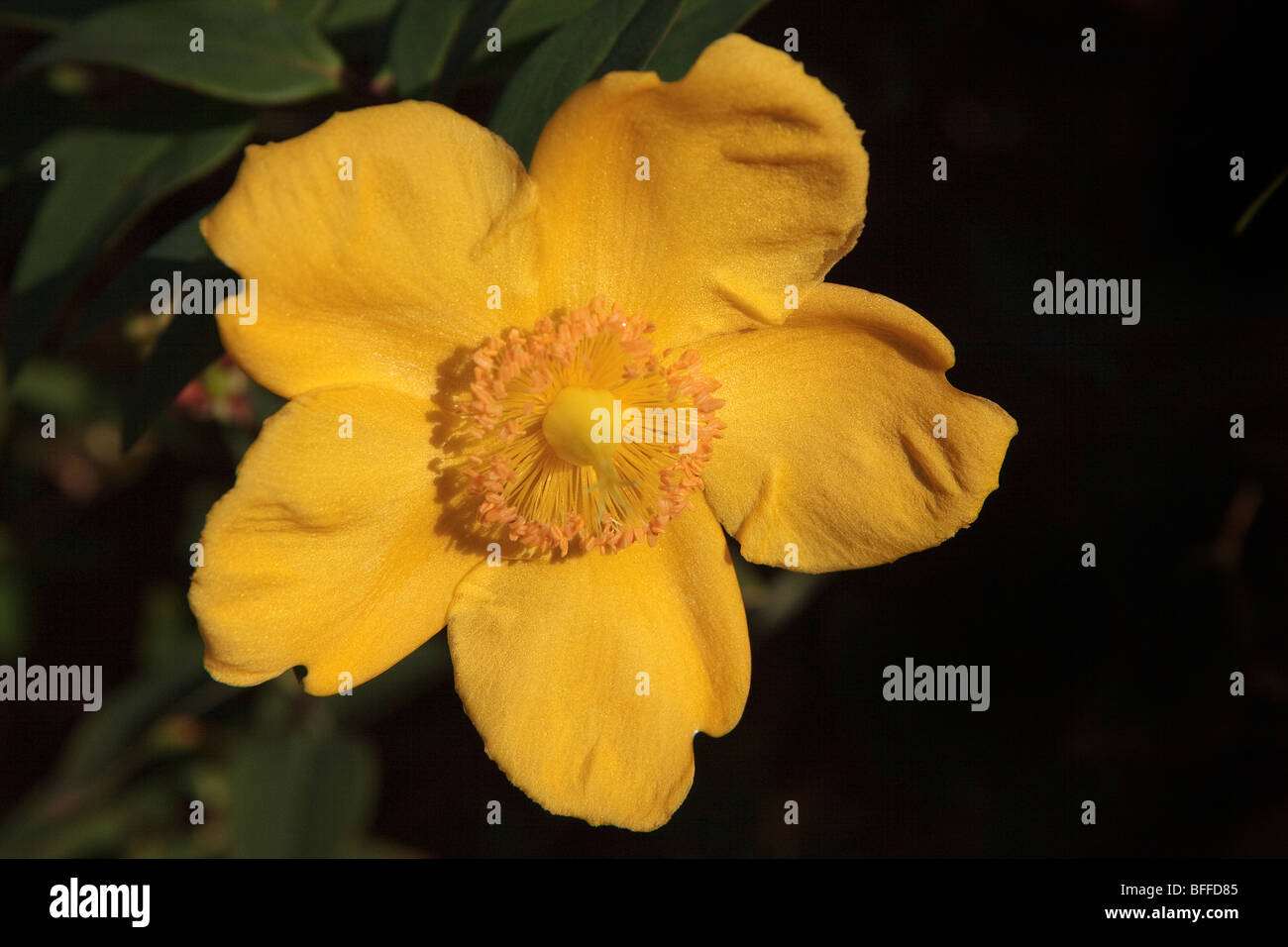 Yellow flower of Hypericum Rowallane Shrub in grounds of Ashdown Park ...