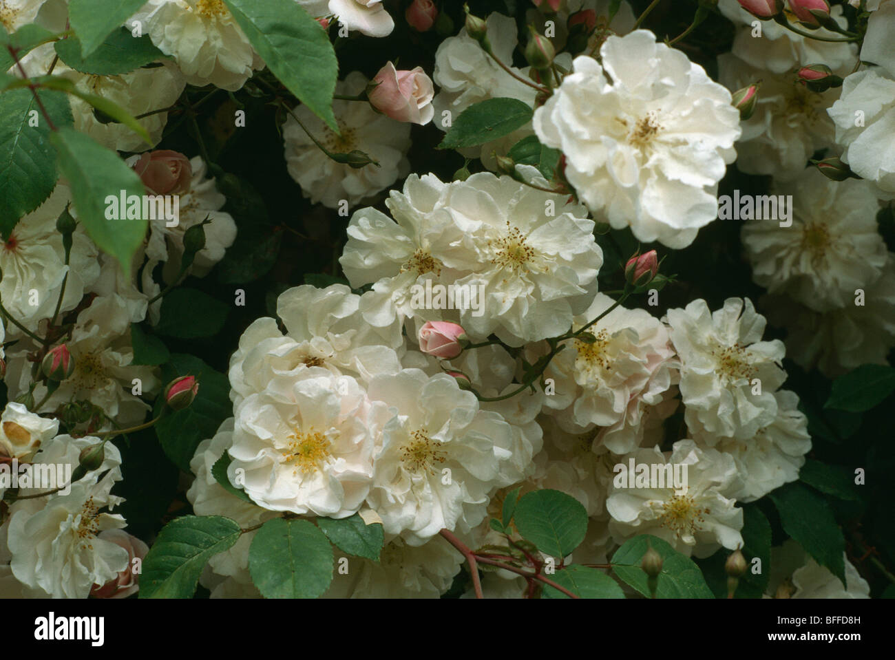 Close-up of pale cream roses Stock Photo - Alamy