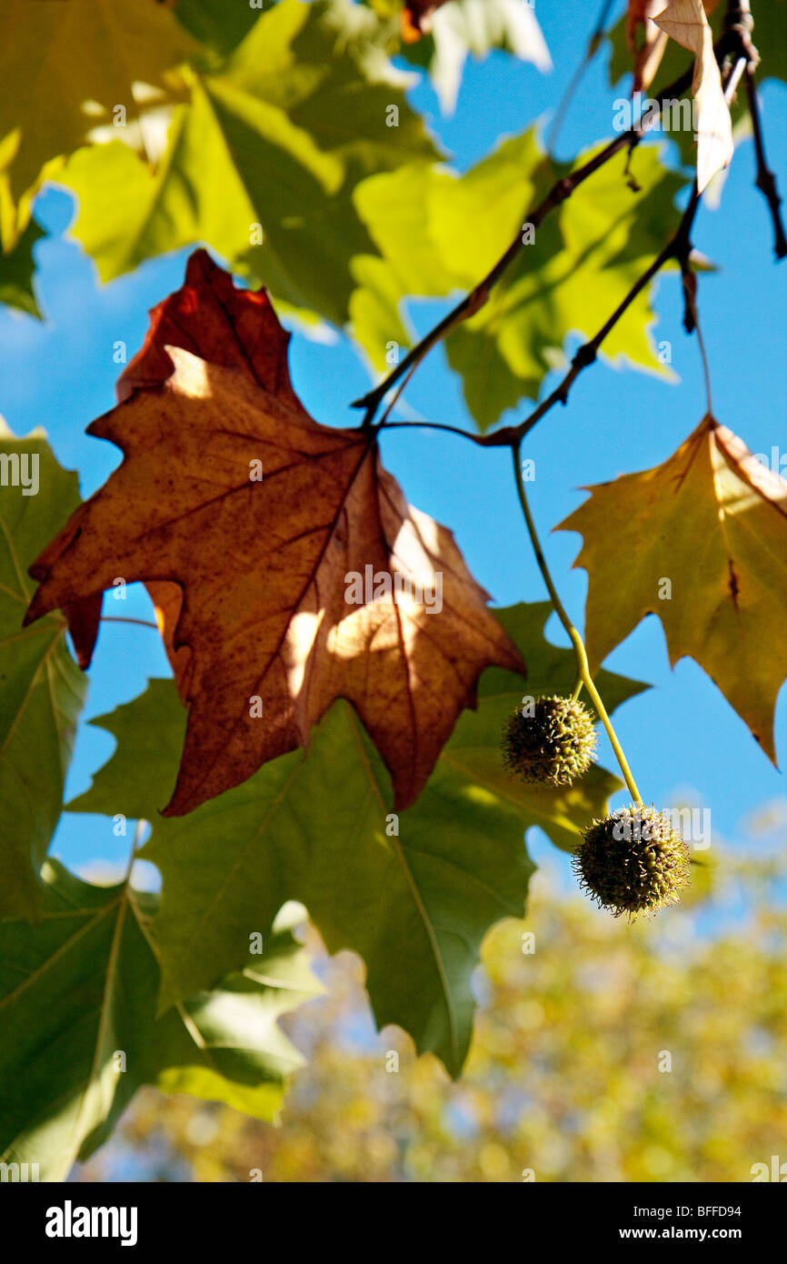 London Plane tree leaves in East Grinstead Stock Photo - Alamy