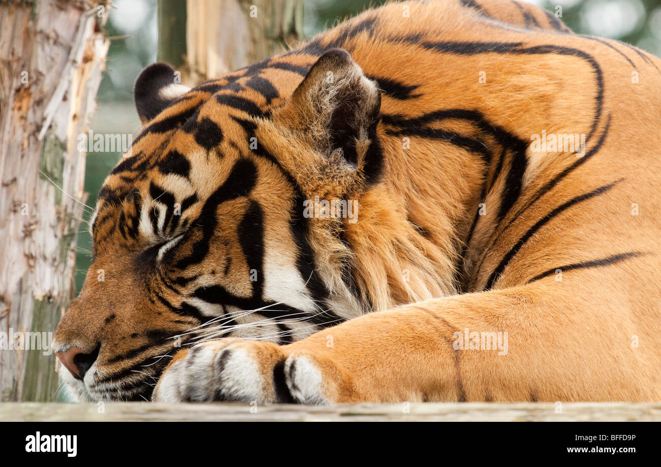 A sleeping Tiger Stock Photo - Alamy