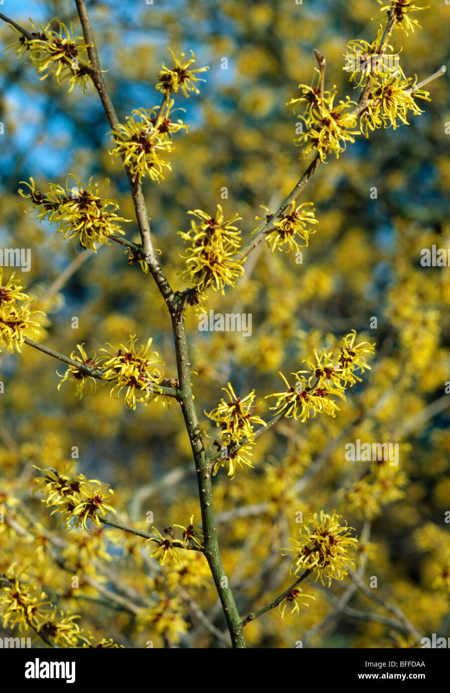 Close up of witch hazel Stock Photo - Alamy