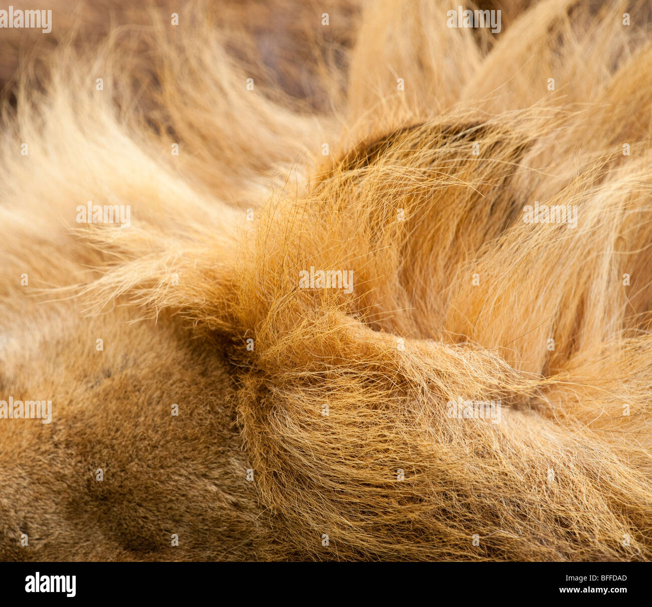 The forehead and right ear of a male Lion Stock Photo - Alamy