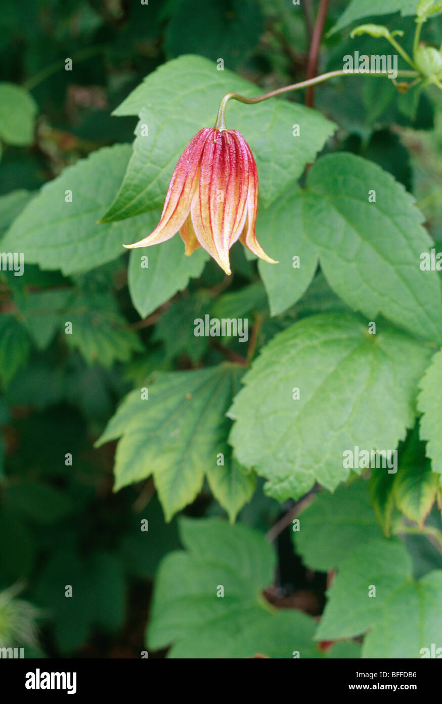 Close-up of clematis "Koreana Stock Photo - Alamy