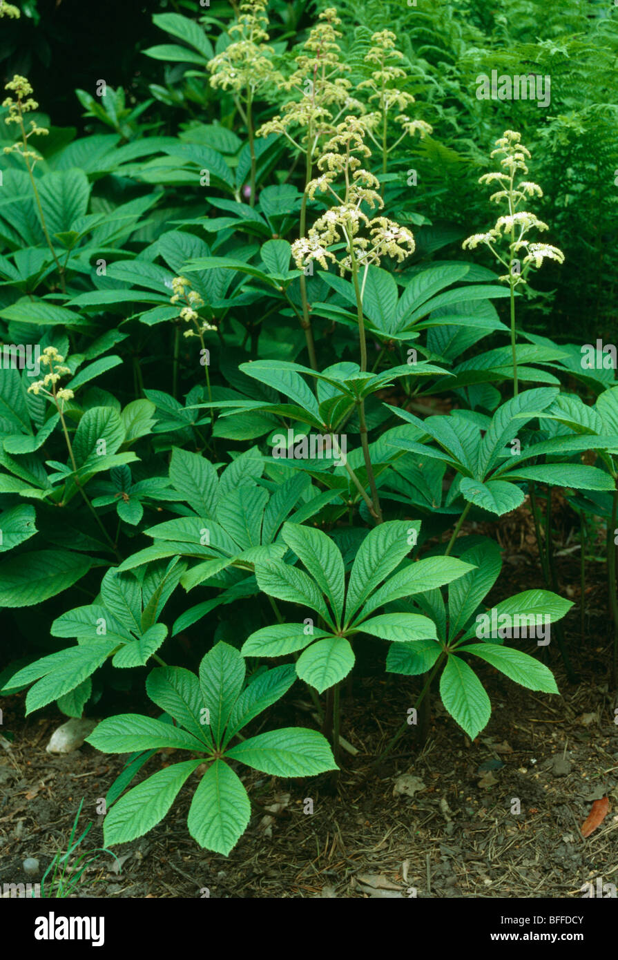 Close-up of rodgersia "Pinnata Stock Photo - Alamy