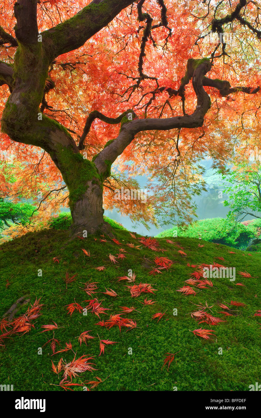 Lace leaf maple tree in Portland's Japanese Garden in autumn Stock ...