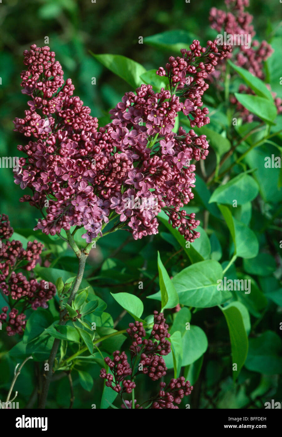 Close up of a deep purple single lilac Stock Photo - Alamy
