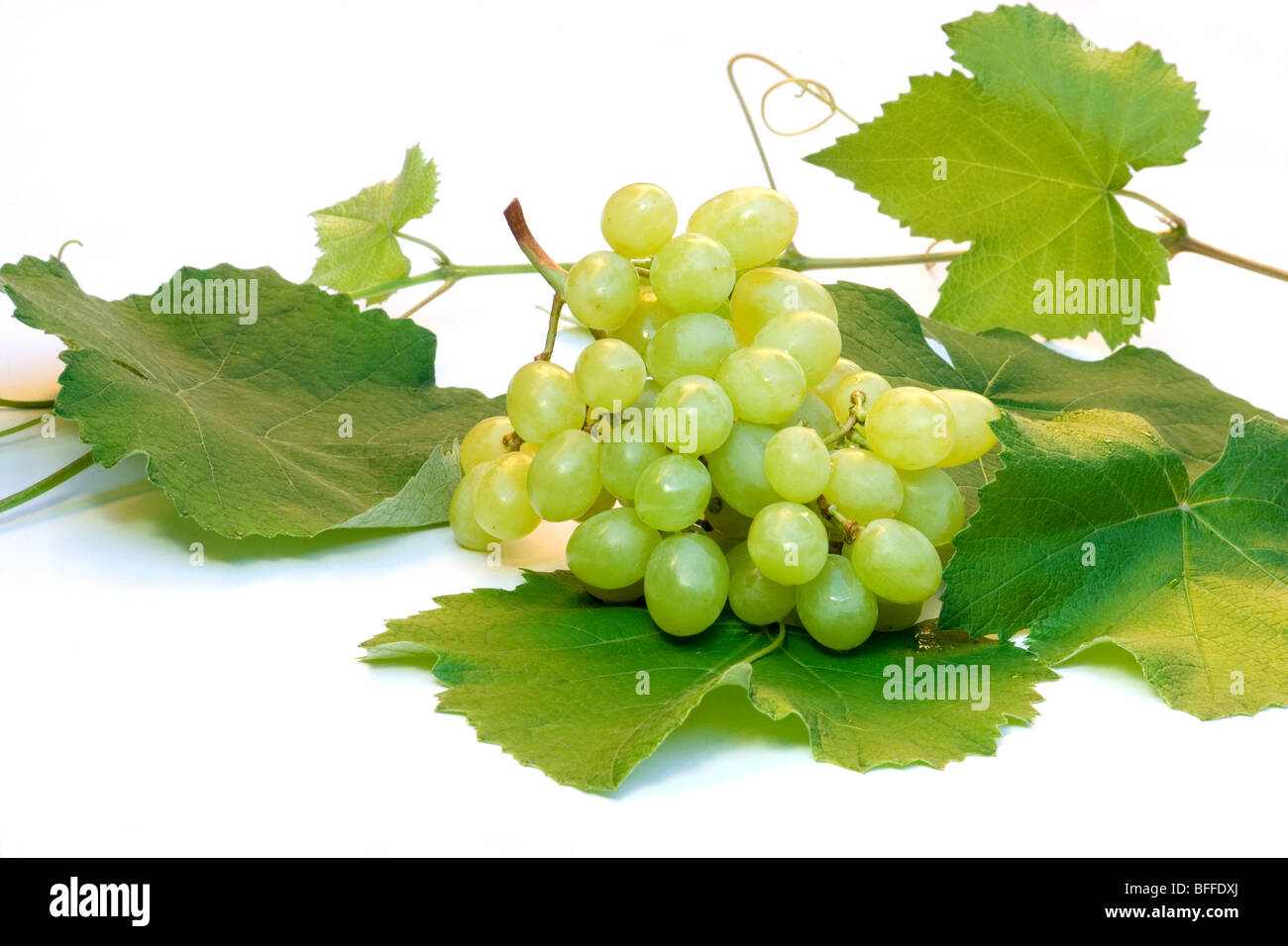 Close-up of fresh white grapes Stock Photo - Alamy