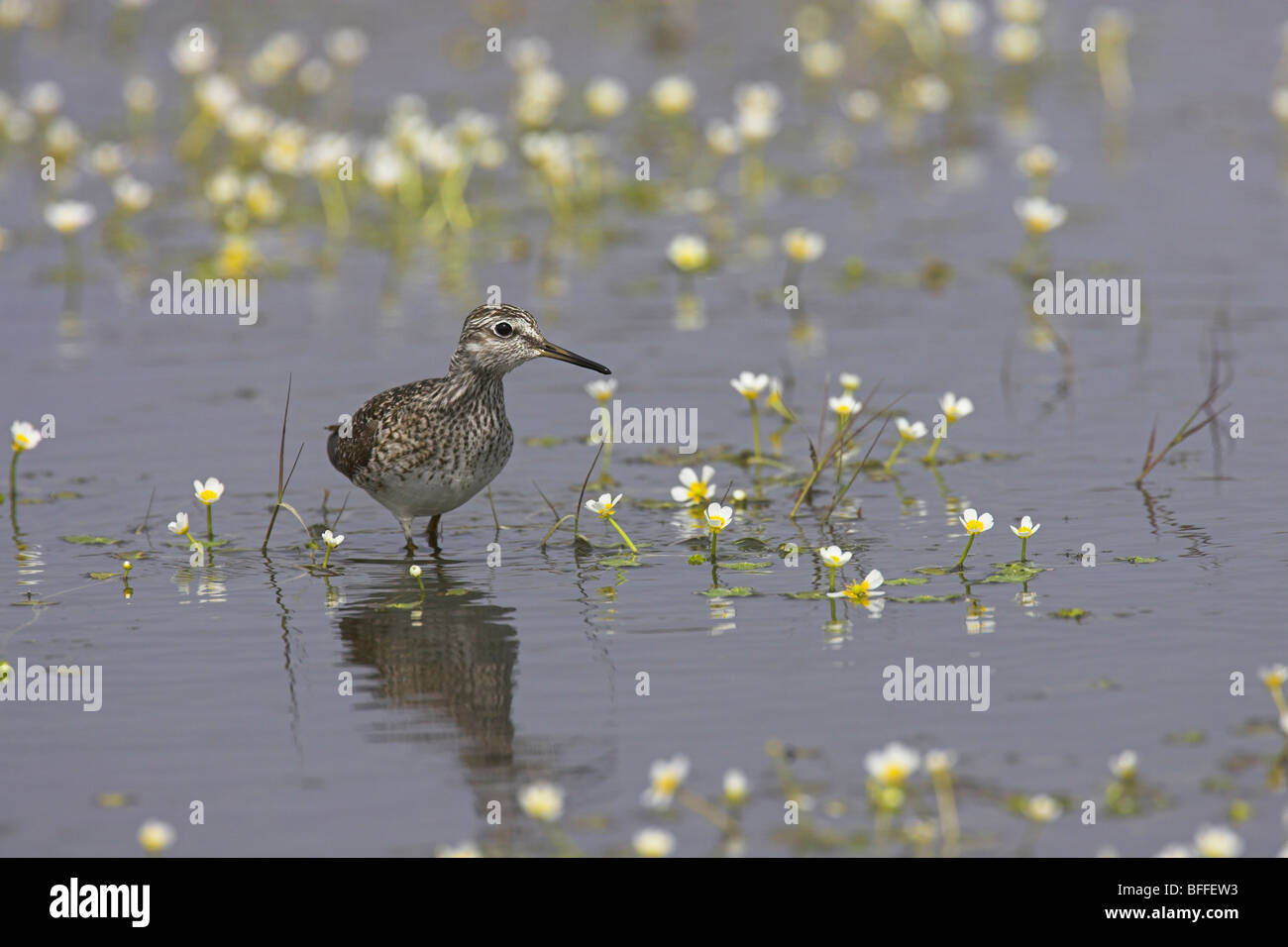 Wood Sandpiper Tringa glareola in shallow pool with white flowers in ...