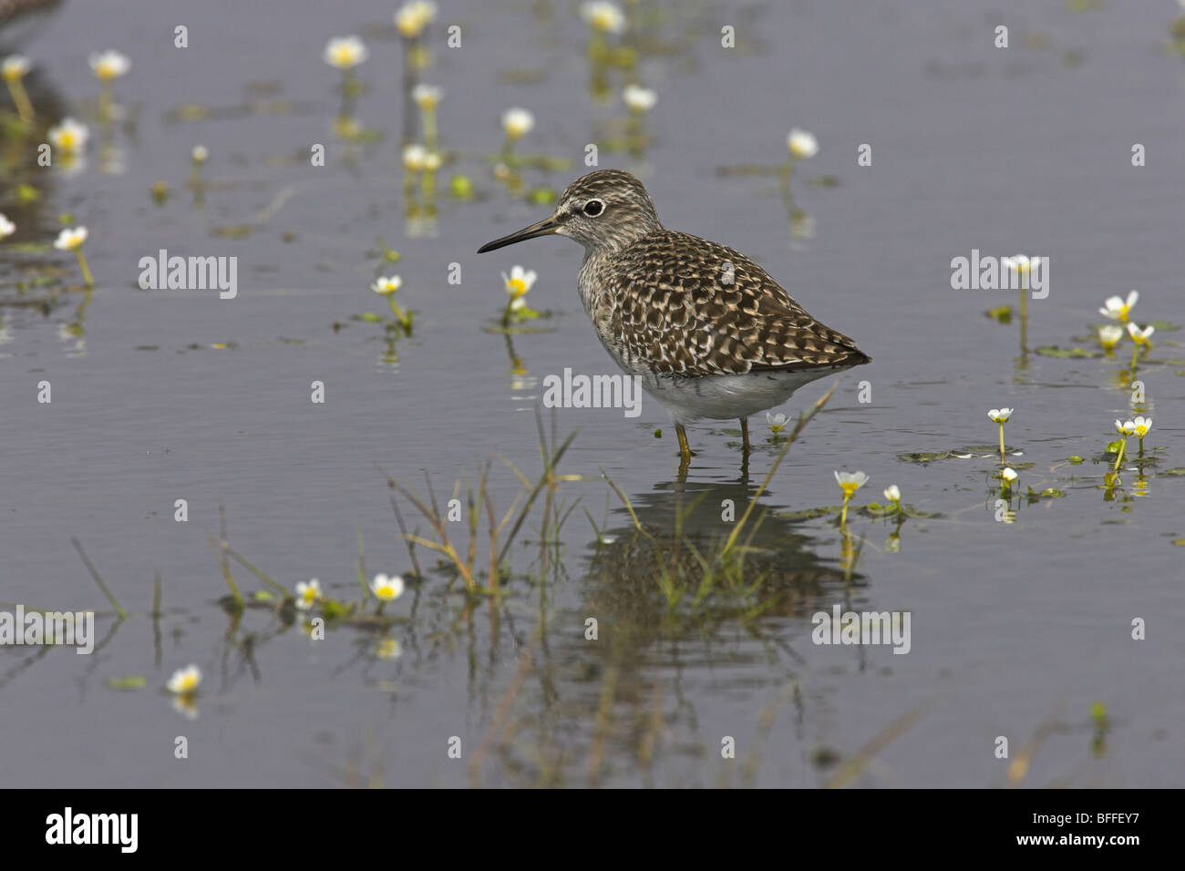 Wood Sandpiper Tringa glareola in shallow pool with white flowers in ...