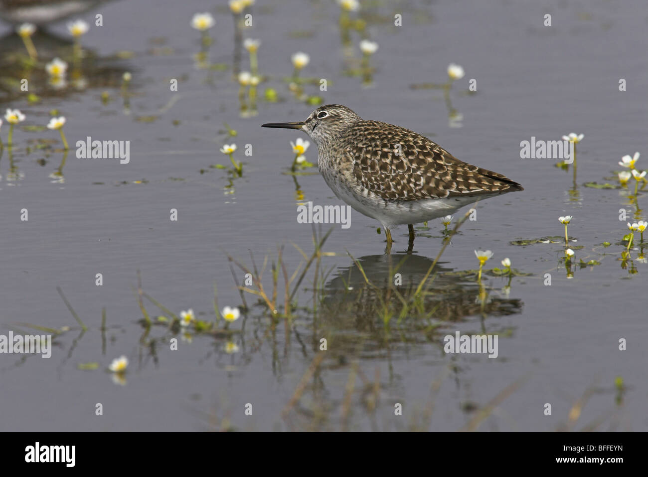 Wood Sandpiper Tringa glareola in shallow pool with white flowers in ...