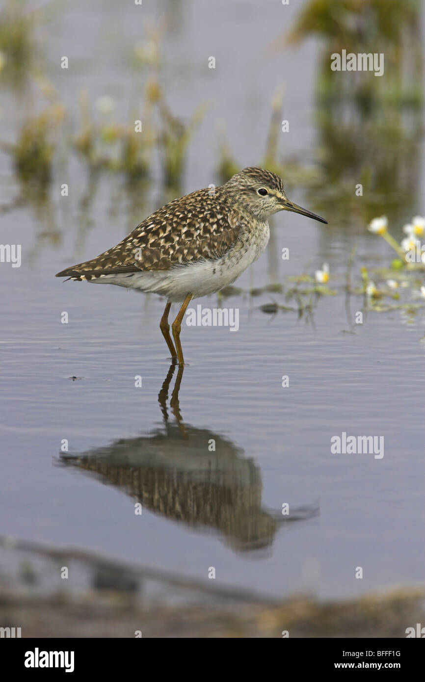 Wood Sandpiper Tringa glareola in shallow pool with white flowers in ...