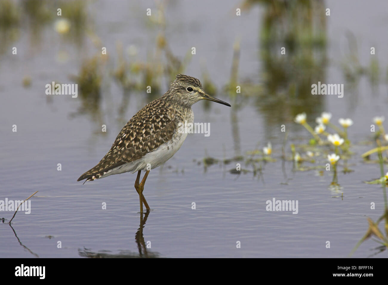 Wood Sandpiper Tringa glareola in shallow pool with white flowers in ...