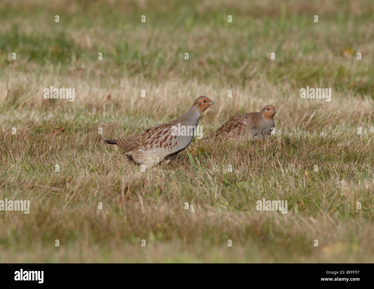 Grey Partridge Perdix perdix feeding in open farmland Autumn Stock ...