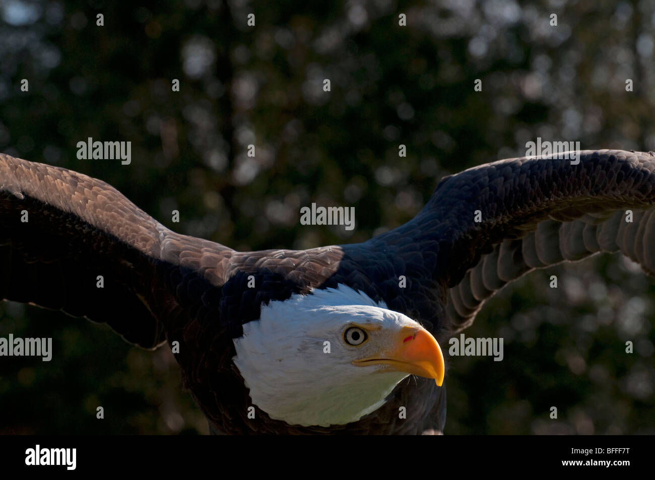 A Bald Eagle with wings spread wide Stock Photo - Alamy